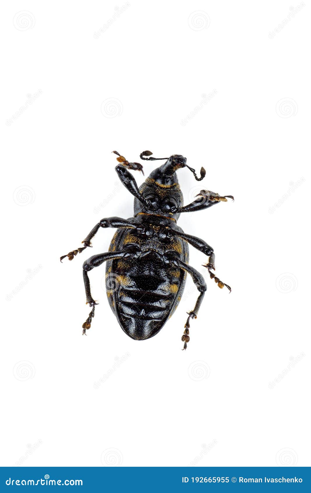 Dead Large Pine Weevil Isolated on White Background Stock Image - Image ...