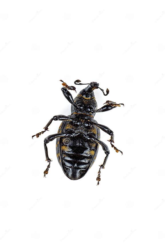 Dead Large Pine Weevil Isolated on White Background Stock Image - Image ...