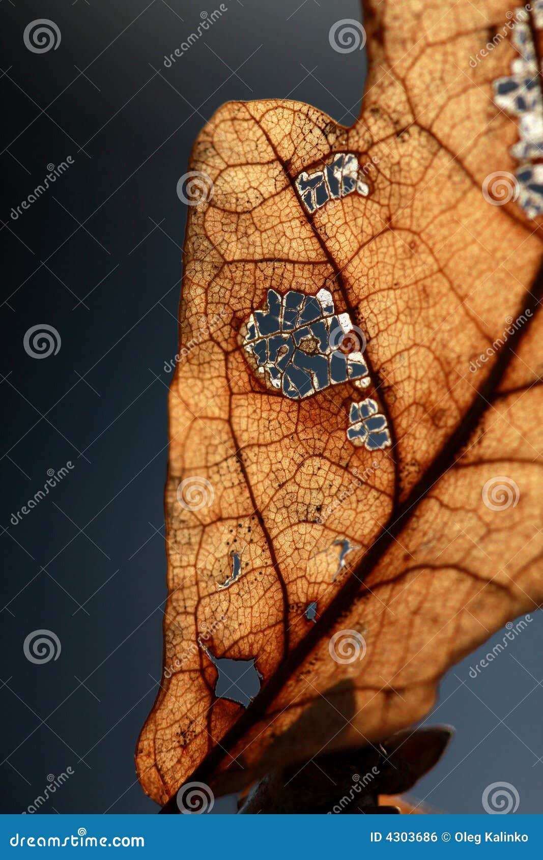 Dead leaf stock photo. Image of disintegration, leaves - 4303686