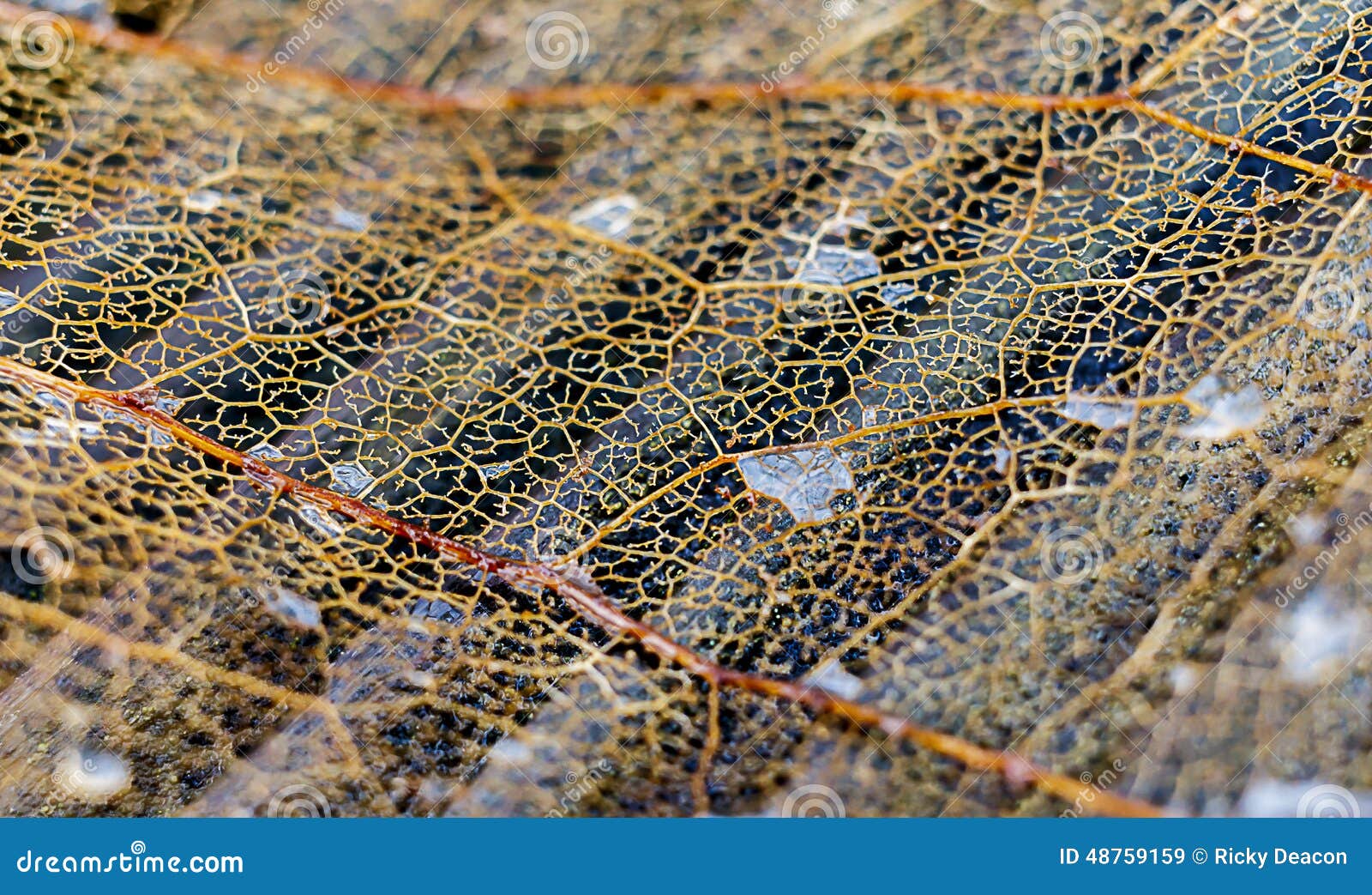 Dead Leaf Abstract Close Up Stock Image - Image of abstract, nature ...