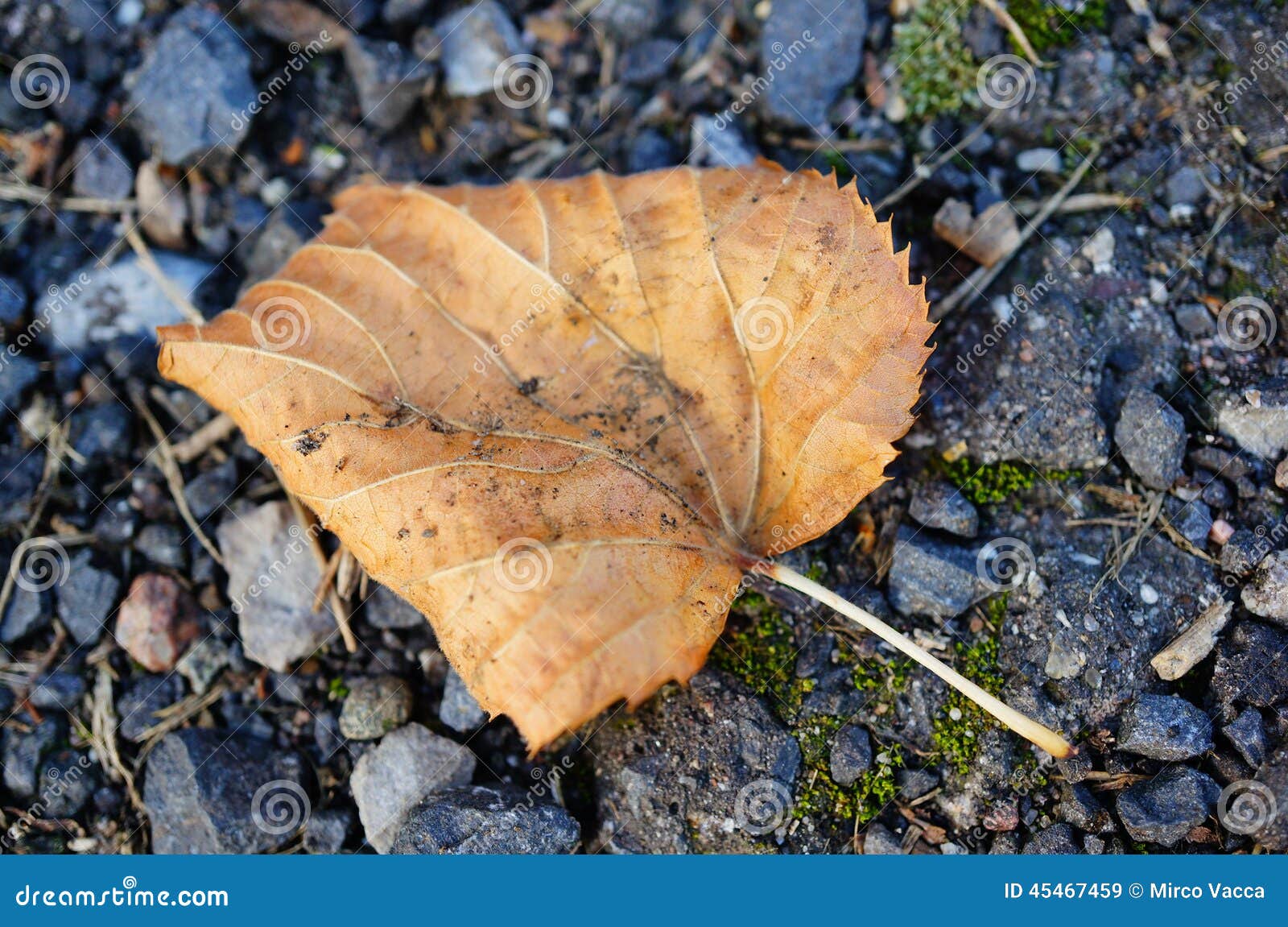 Dead leaf stock image. Image of autumn, leaf, dead, fall - 45467459
