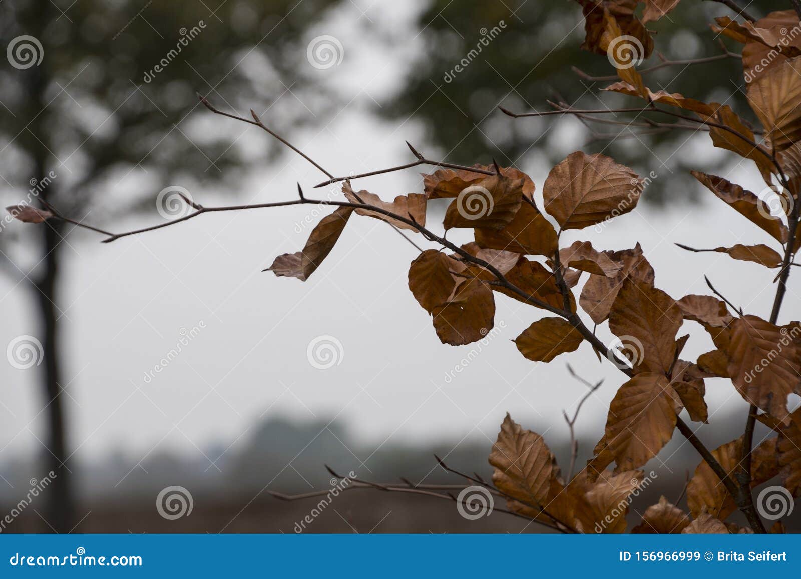 Dead Leaf Background, Dead Leaf Textures, Brown Leaves on Tree Stock ...