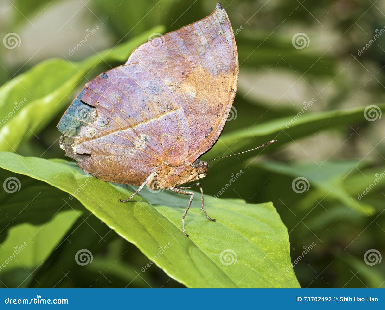 Dead Leaf Butterfly,Kallima Inachus Stock Photo - Image of detail ...