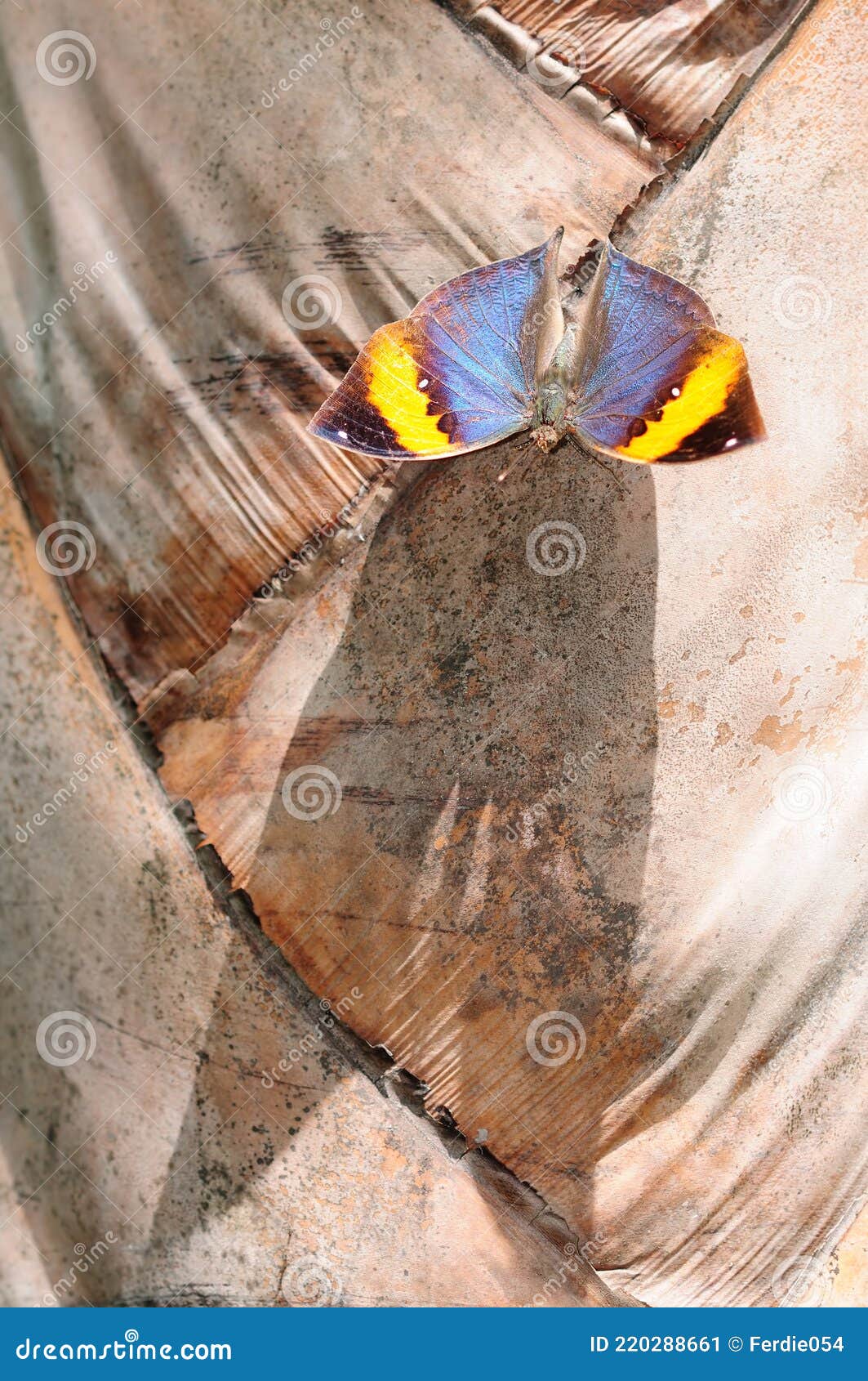 Dead Leaf Butterfly with Wings Spread Stock Image - Image of nature ...