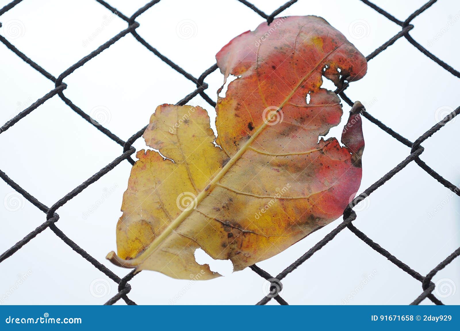 Dead Leaf Structures Royalty-Free Stock Photography | CartoonDealer.com ...