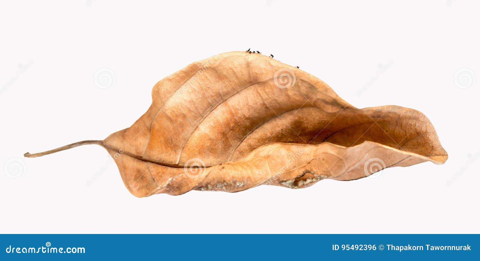 Dead leaf stock photo. Image of fall, element, forest - 95492396