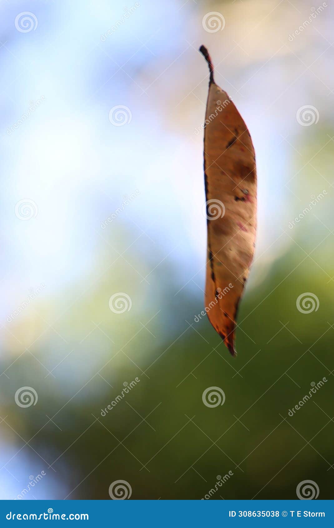 A Dead Leaf Falling To the Ground Stock Photo - Image of brown, autumn ...