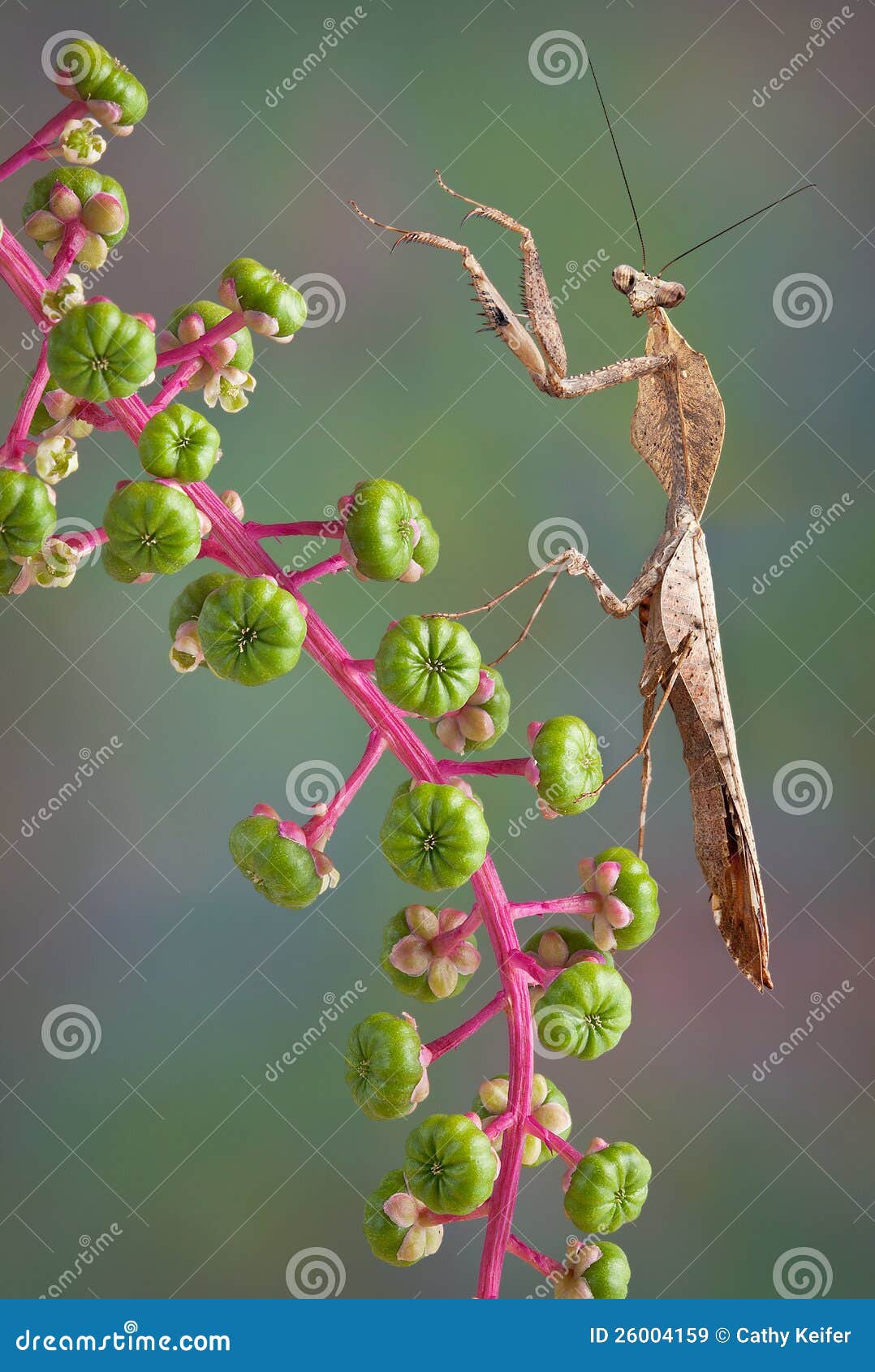 Dead leaf mantis stock image. Image of insect, leaf, poke - 26004159