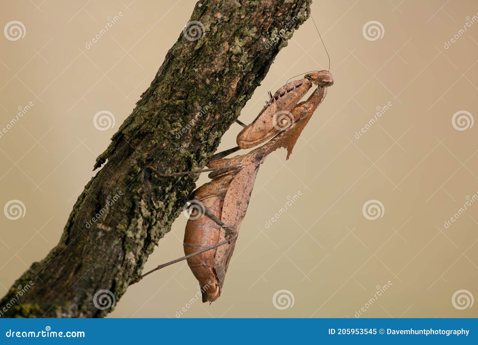 Dead Leaf Mantis, Deroplatys Desiccata Stock Image - Image of ...