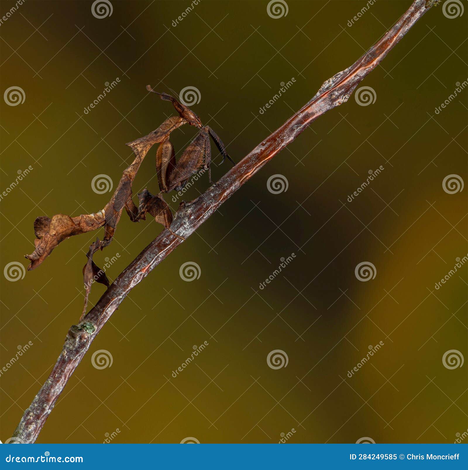 Leaf Mantis (Acanthops Centralis) Stock Image - Image of leaf ...