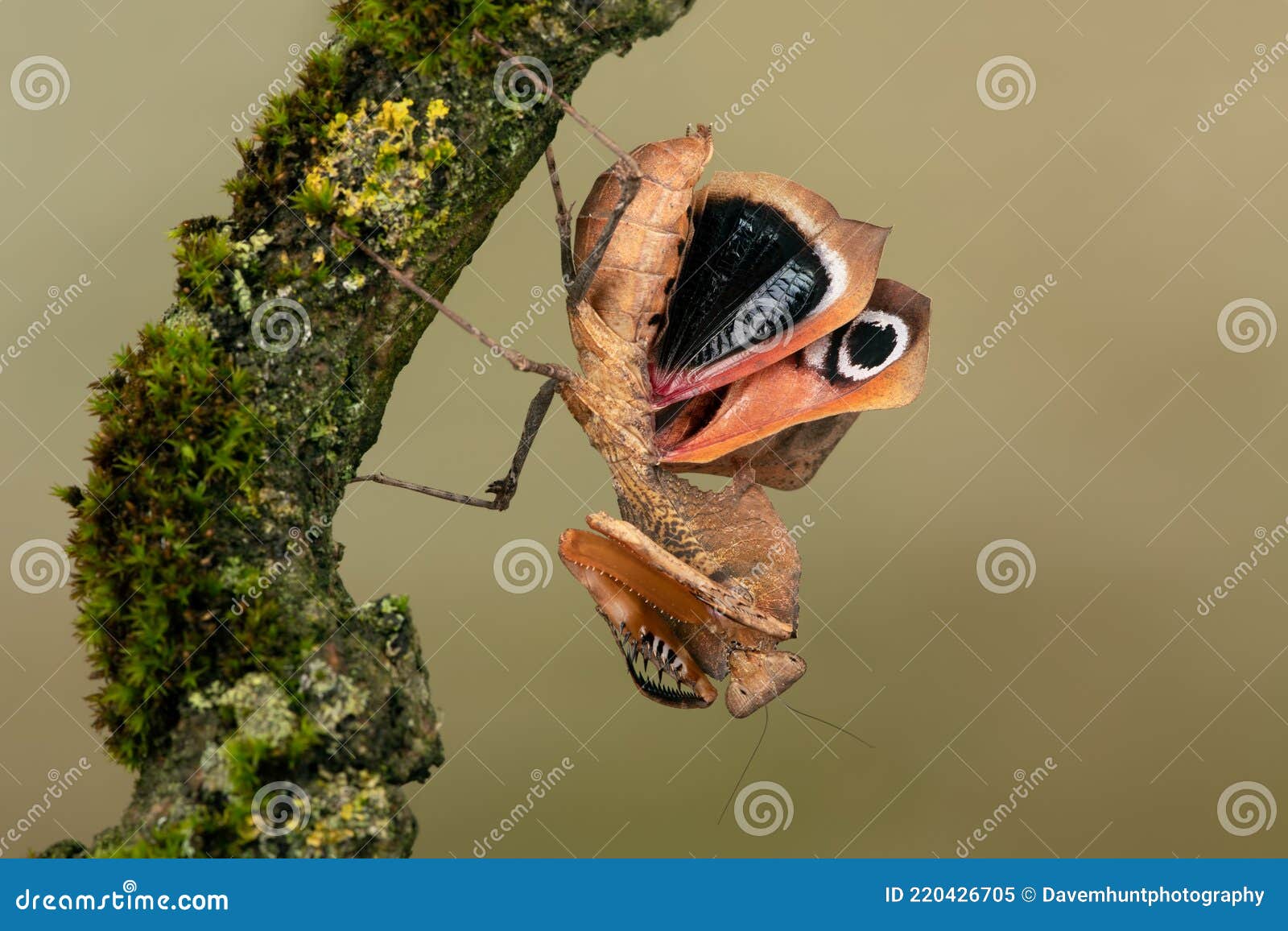 Dead Leaf Mantis, Deroplatys Desiccata Stock Image - Image of disguise ...