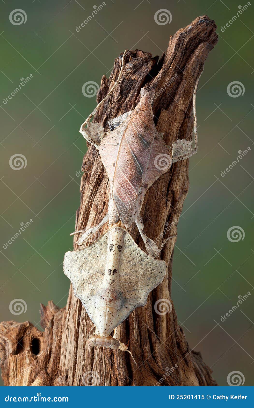 Dead leaf mantis female stock image. Image of vertical - 25201415