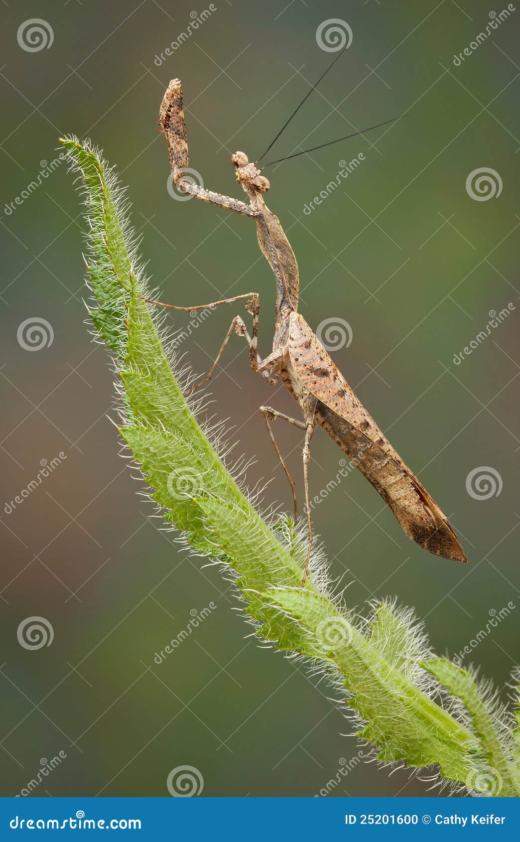 Dead leaf mantis female stock photo. Image of wildlife - 25201600