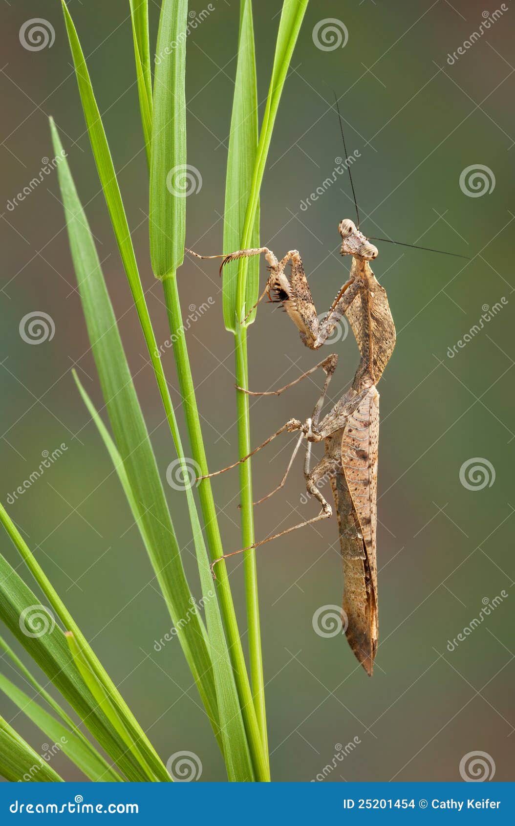 Dead leaf mantis on grass stock photo. Image of animal - 25201454