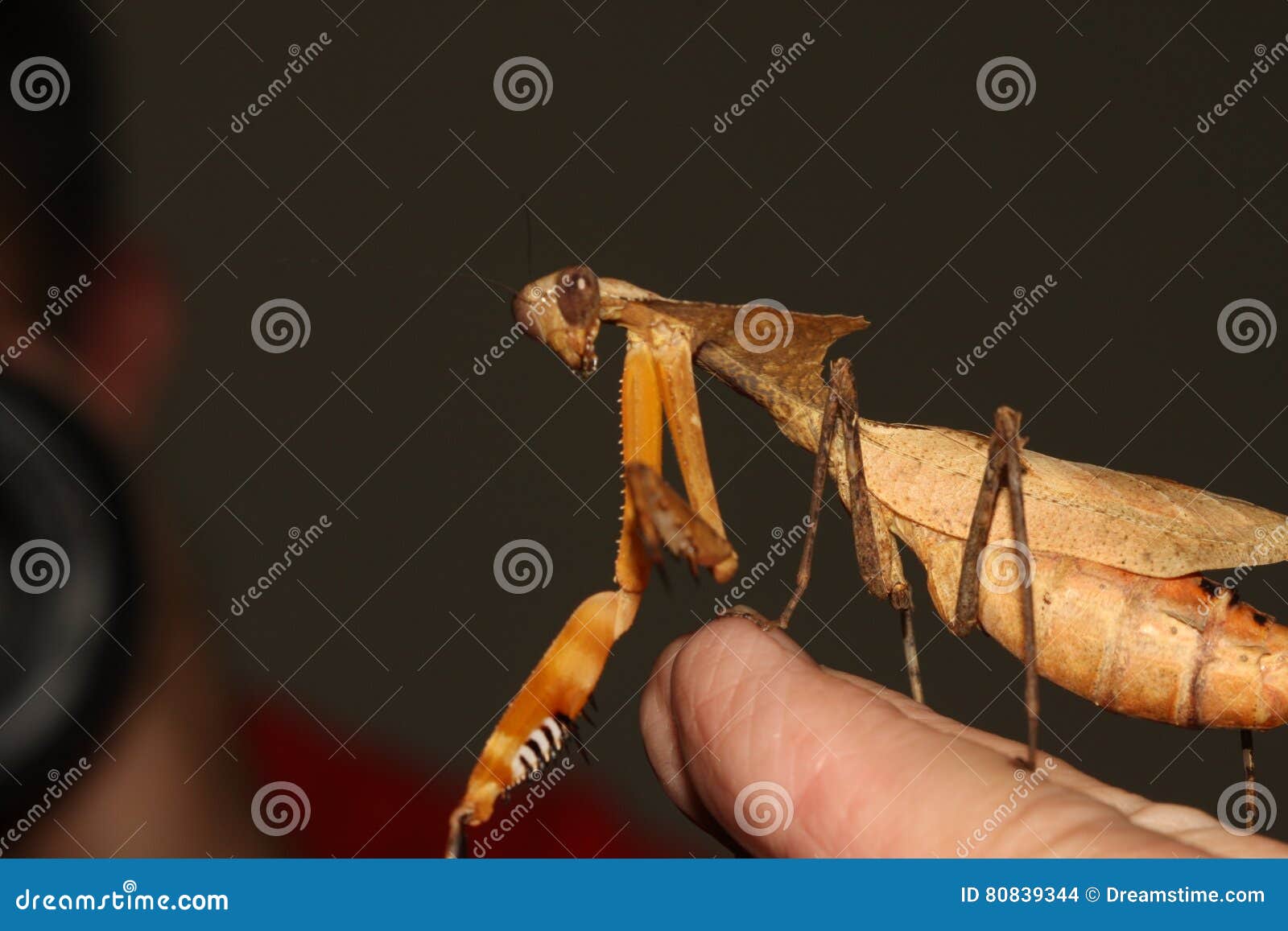 Dead leaf mantis stock photo. Image of cute, macro, leaf - 80839344
