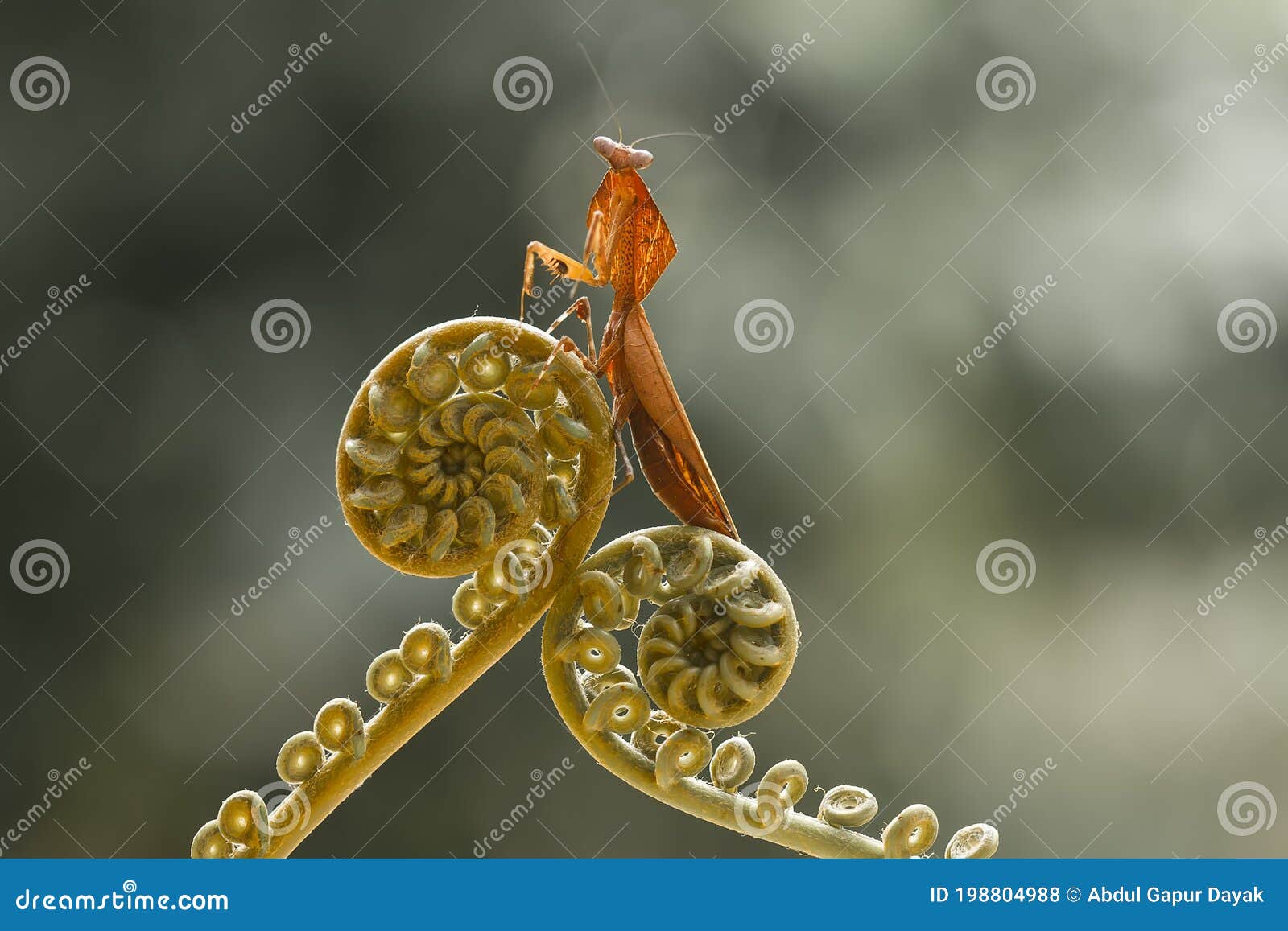 Dead Leaf Mantis on Unique Fern Stock Photo - Image of leaf ...