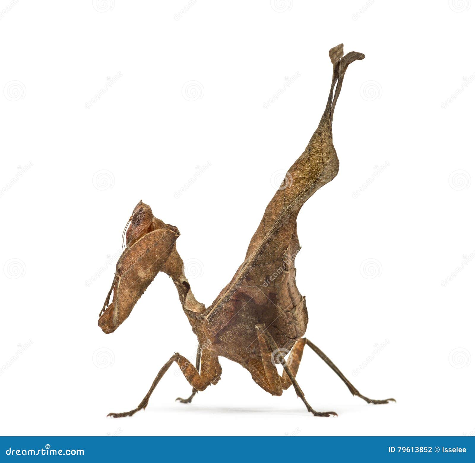 Dead Leaf Mantises - Acanthops Sp - Stock Photo - Image of mantises ...