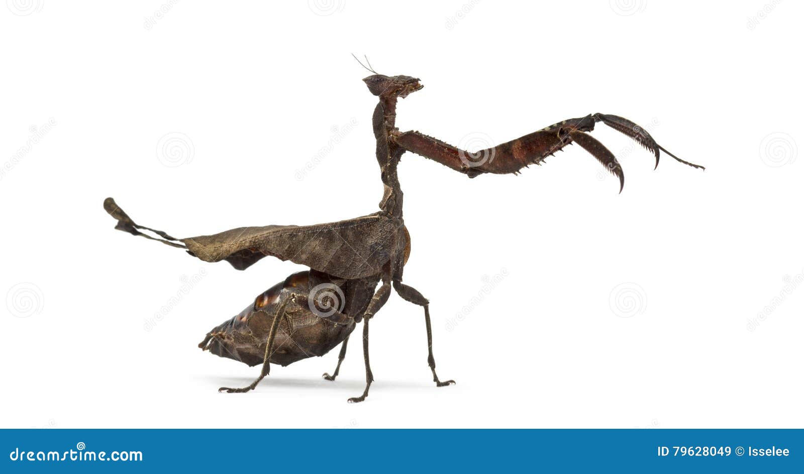 Dead Leaf Mantises - Acanthops Sp - Stock Image - Image of dead, shot ...