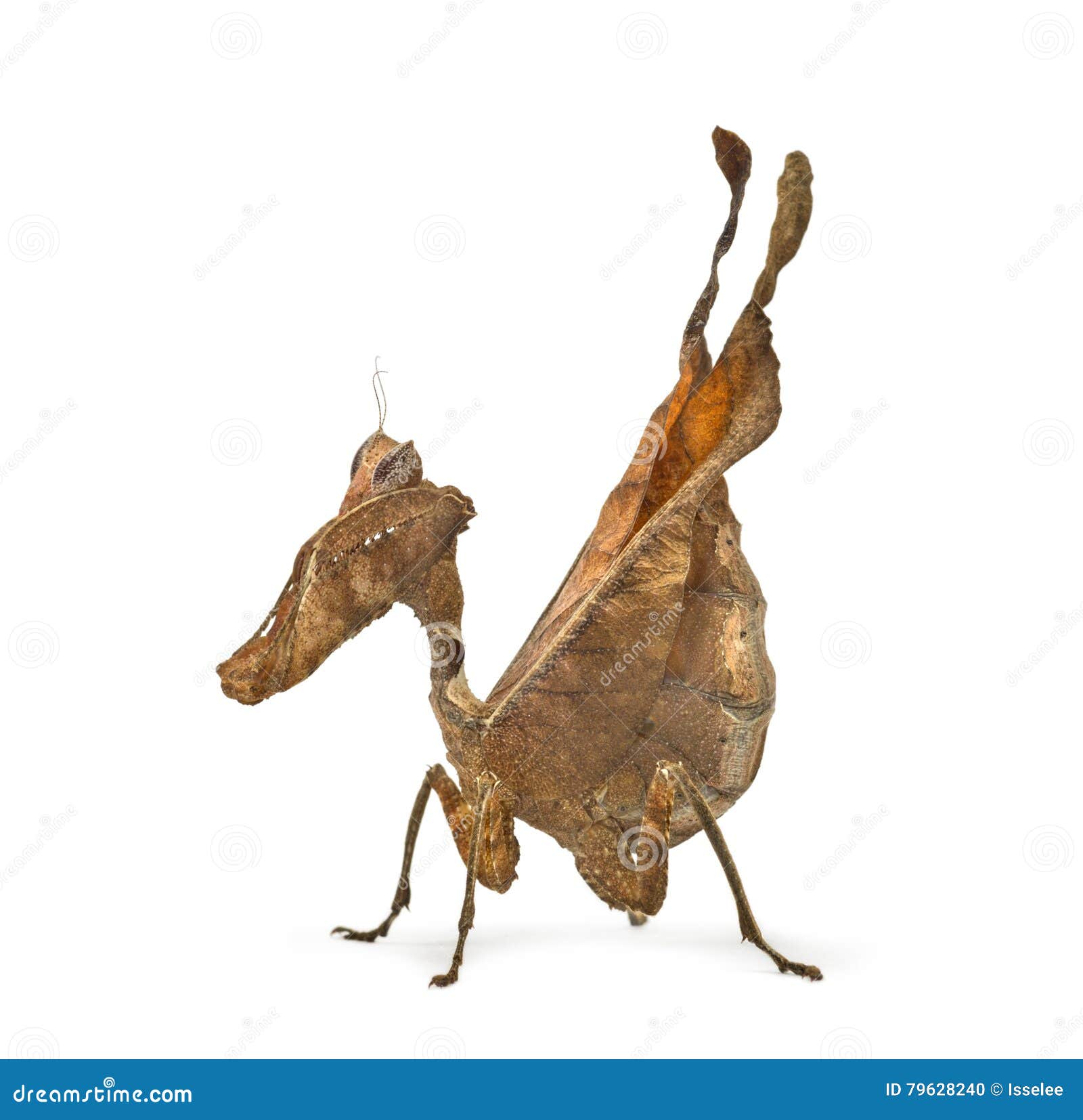 Dead Leaf Mantises - Acanthops Sp - Stock Photo - Image of invertebrate ...