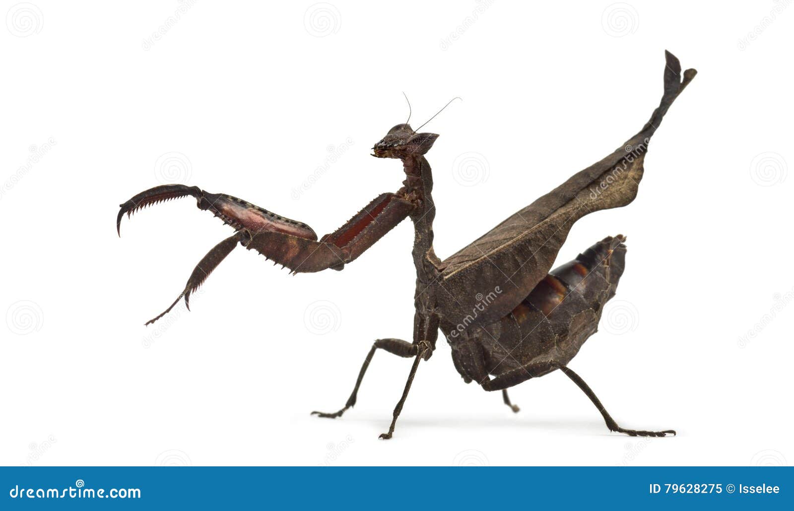 Dead Leaf Mantises - Acanthops Sp - Stock Image - Image of people ...
