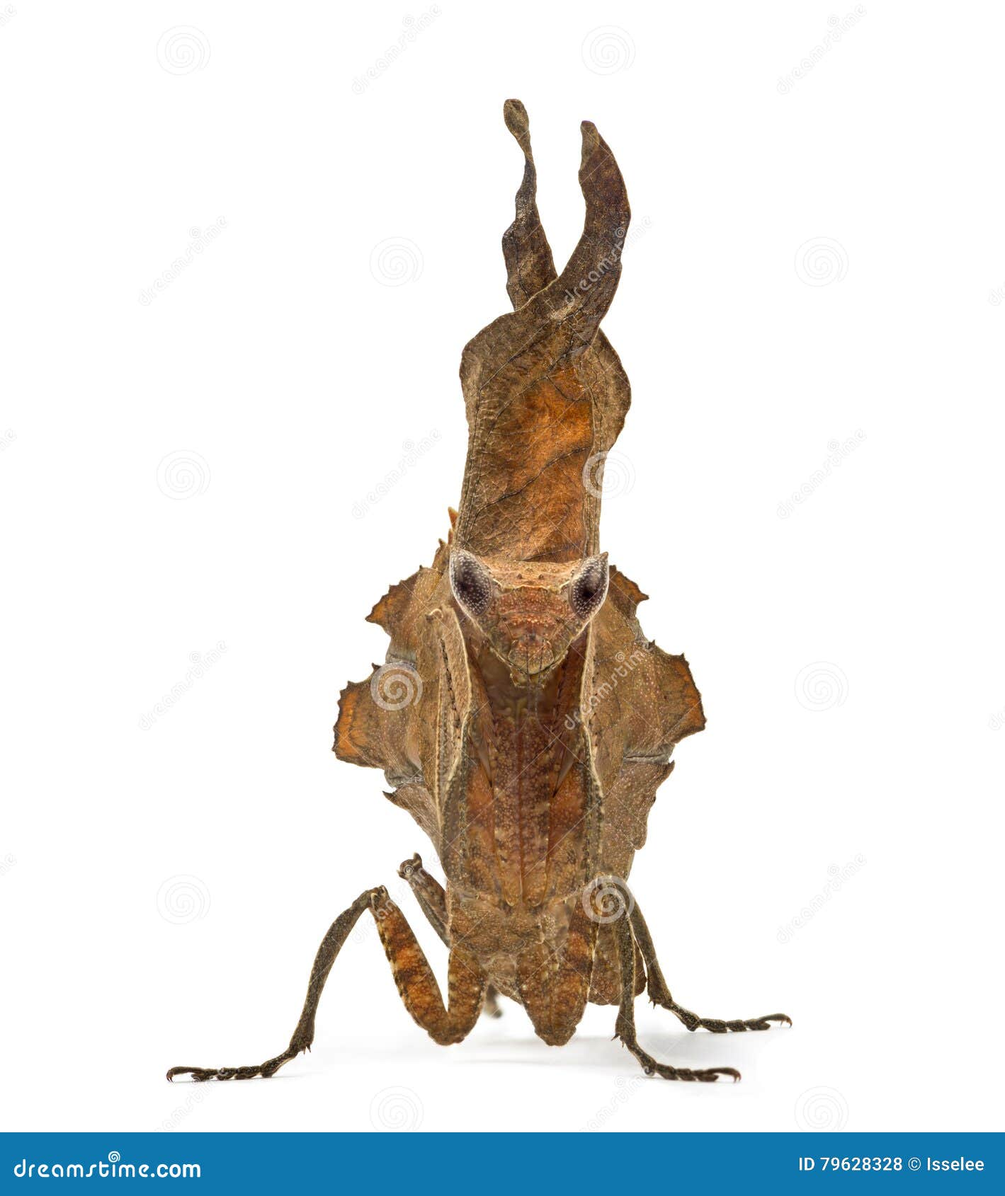 Dead Leaf Mantises - Acanthops Sp - Stock Photo - Image of isolated ...