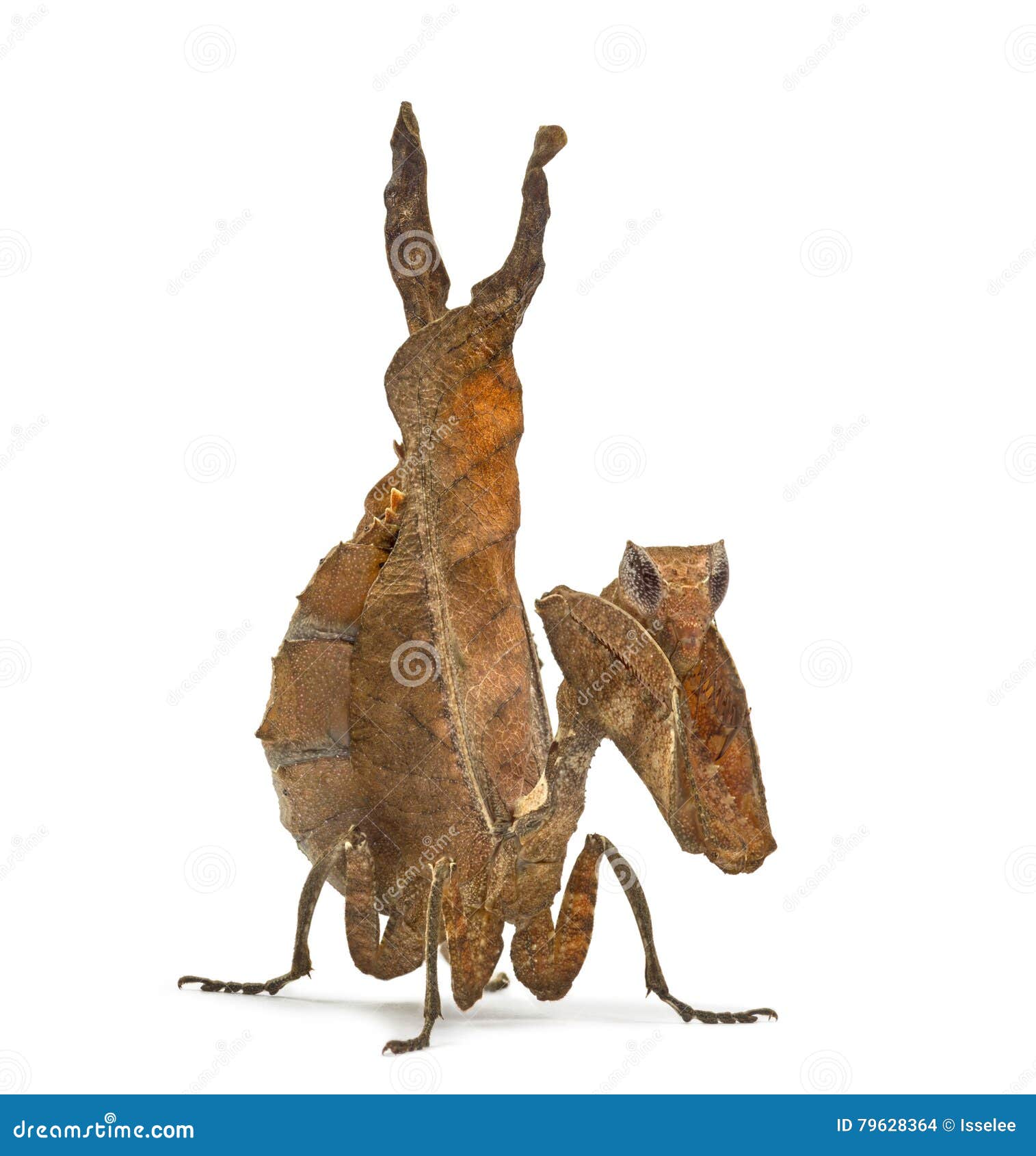 Dead Leaf Mantises - Acanthops Sp - Stock Photo - Image of acanthops ...