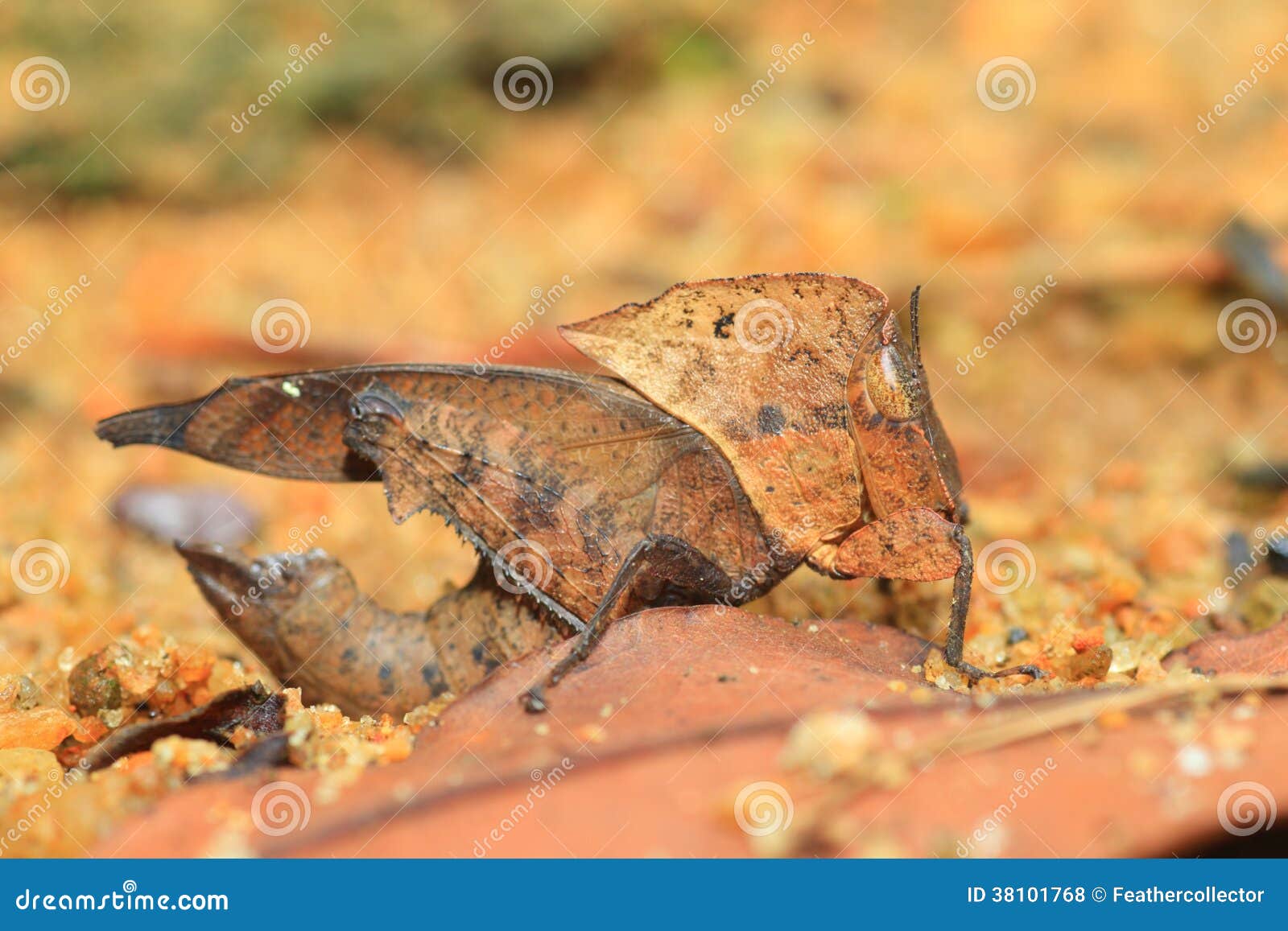 Dead Leaf Mimicry Grasshopper Stock Photo - Image of dead, forest: 38101768