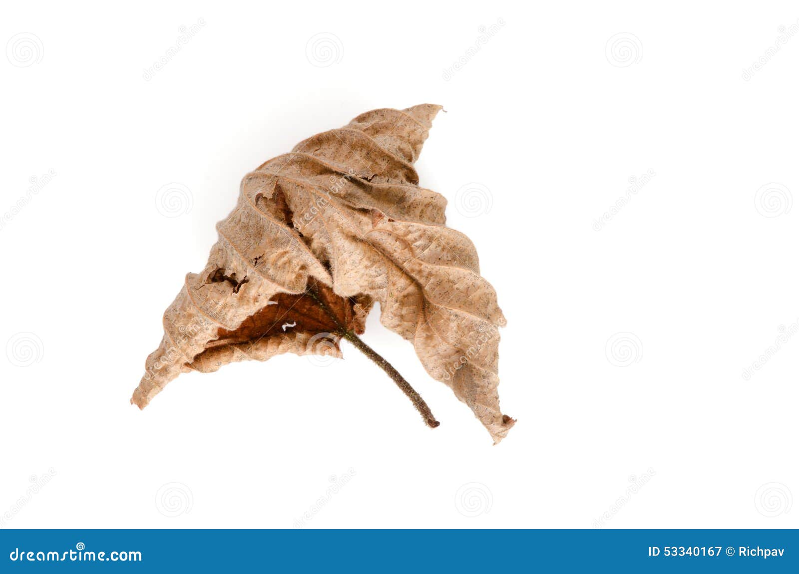Dead leaf stock image. Image of background, nature, dead - 53340167