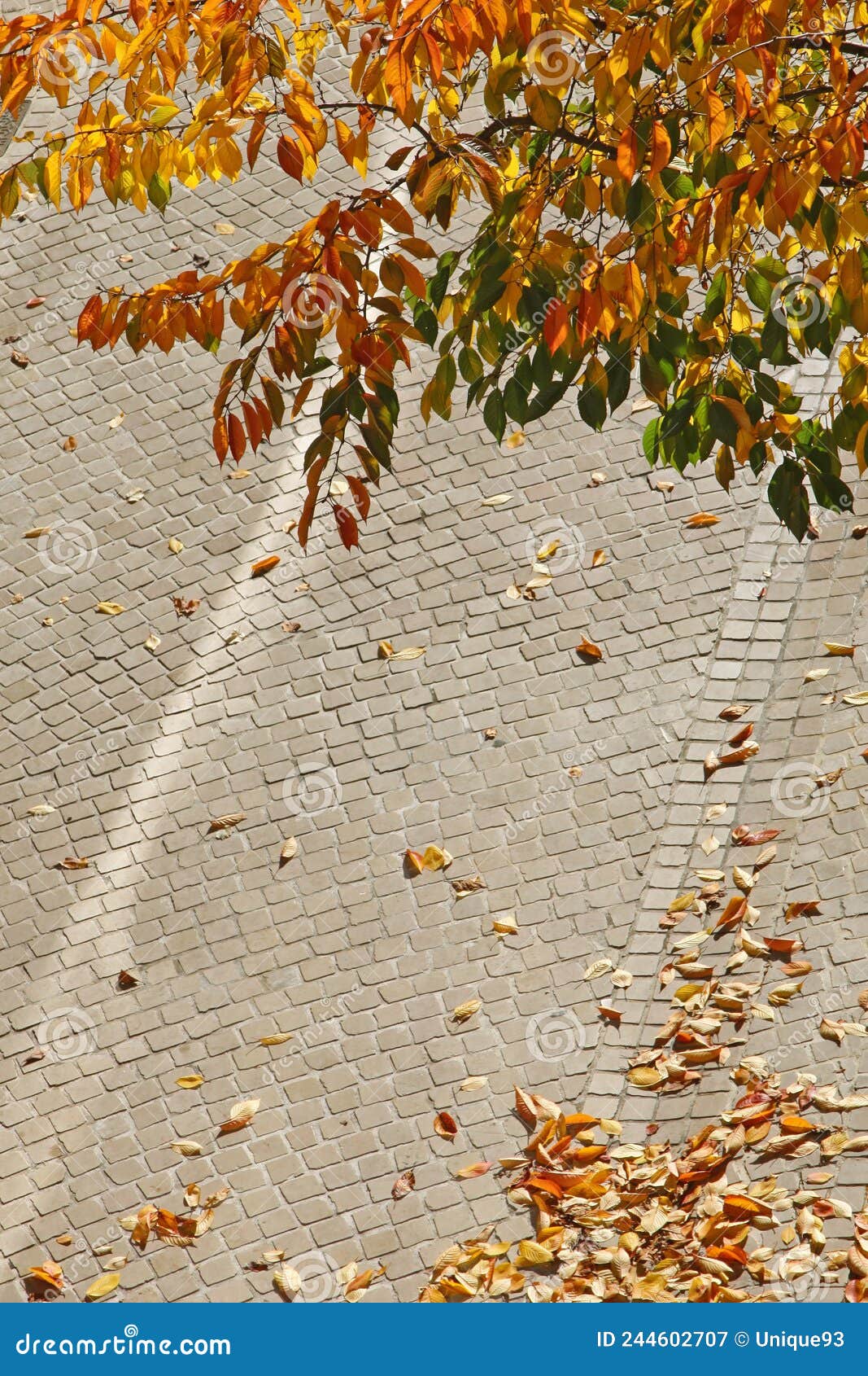 Dead Leaf of Plane Tree Fallen on a Cobblestone Street Stock Image ...