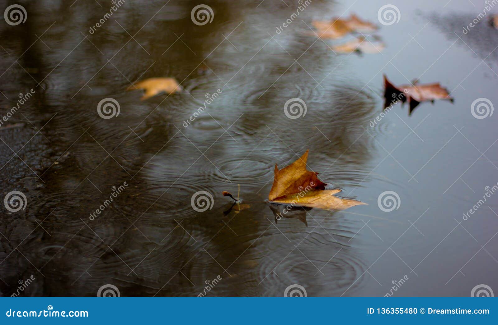 Dead Leafs in Sad, Autumn Rain Stock Photo - Image of concrete, autumn ...