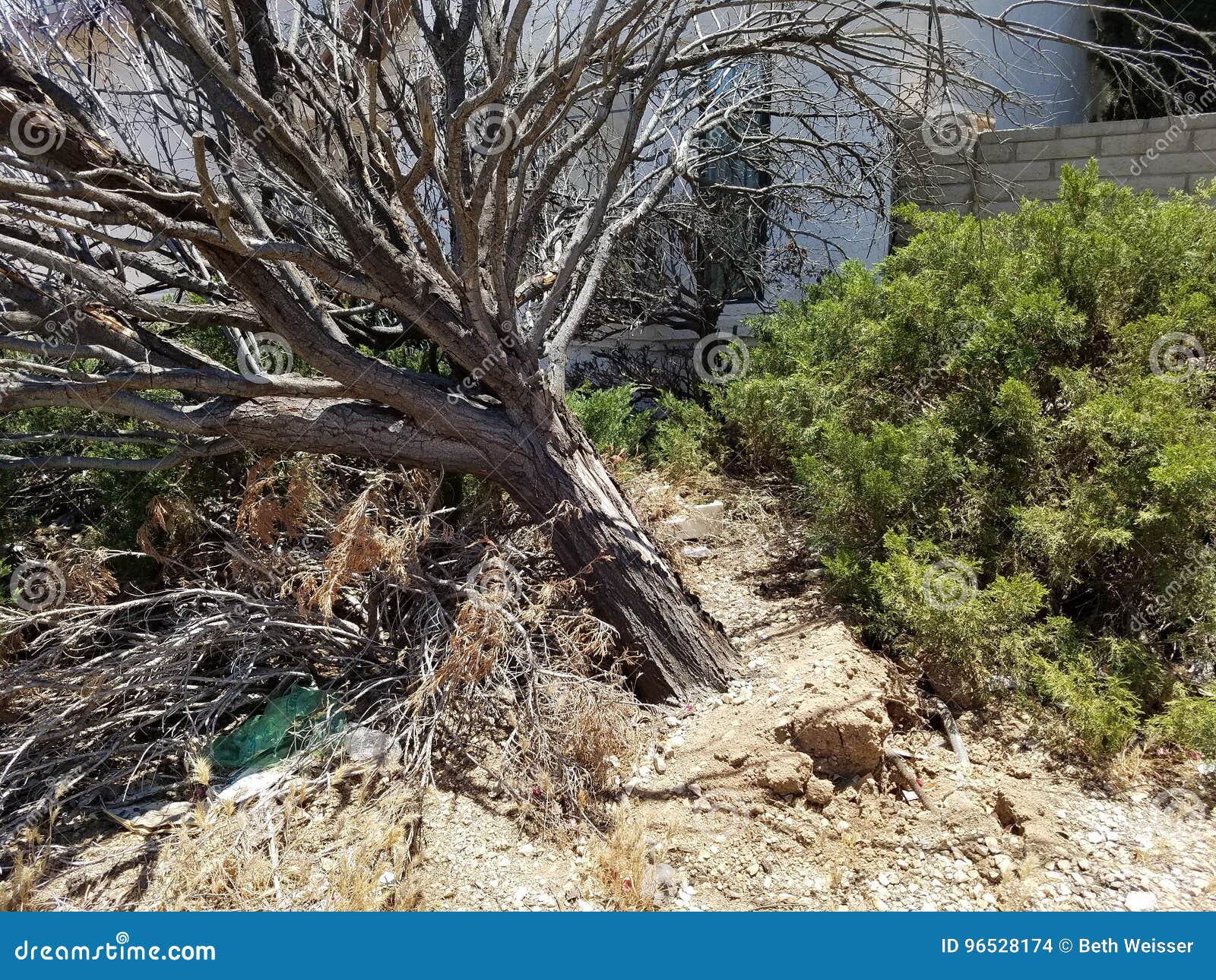 Dead tree leaning over stock photo. Image of front, sick - 96528174