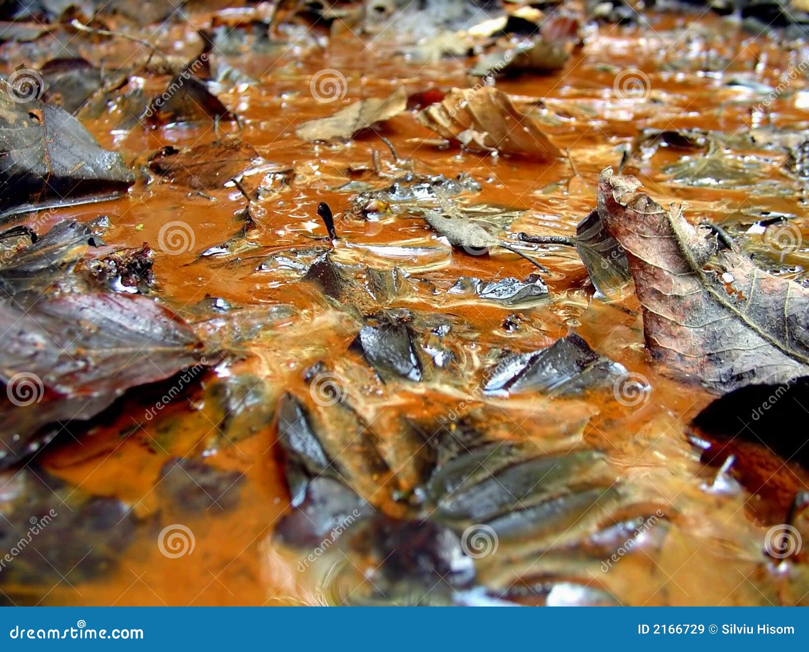 Dead leaves stock image. Image of natural, background - 2166729