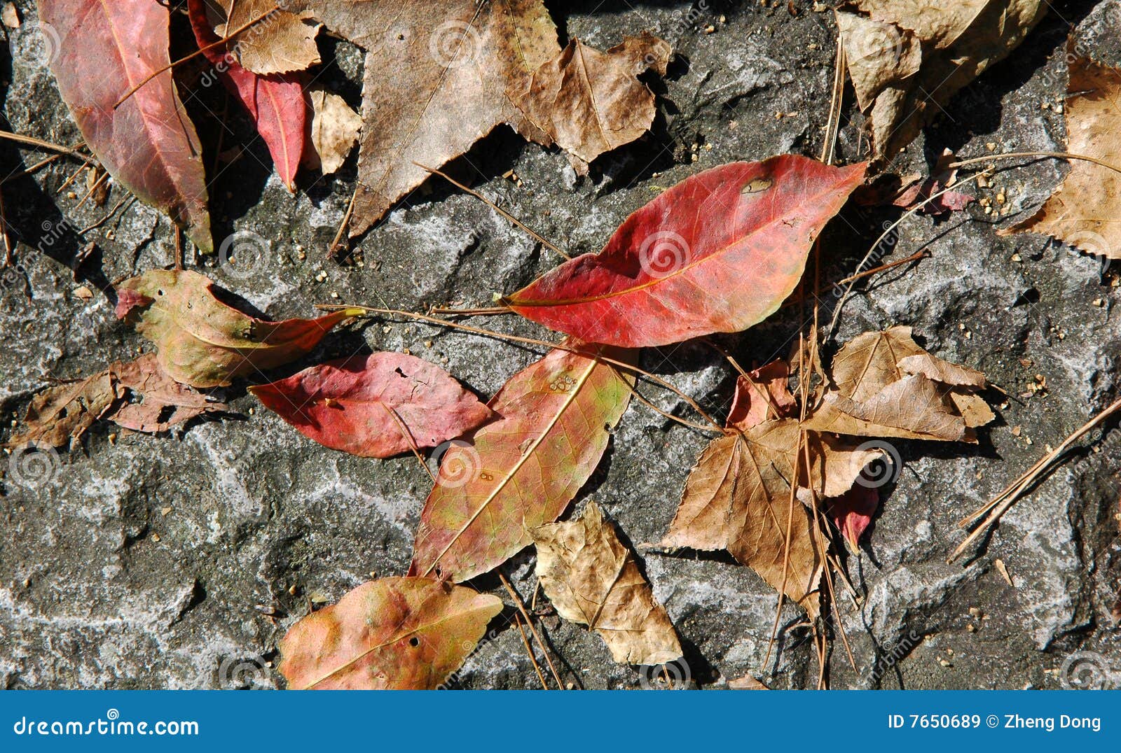Dead Leaves On Grass Stock Image | CartoonDealer.com #42381511