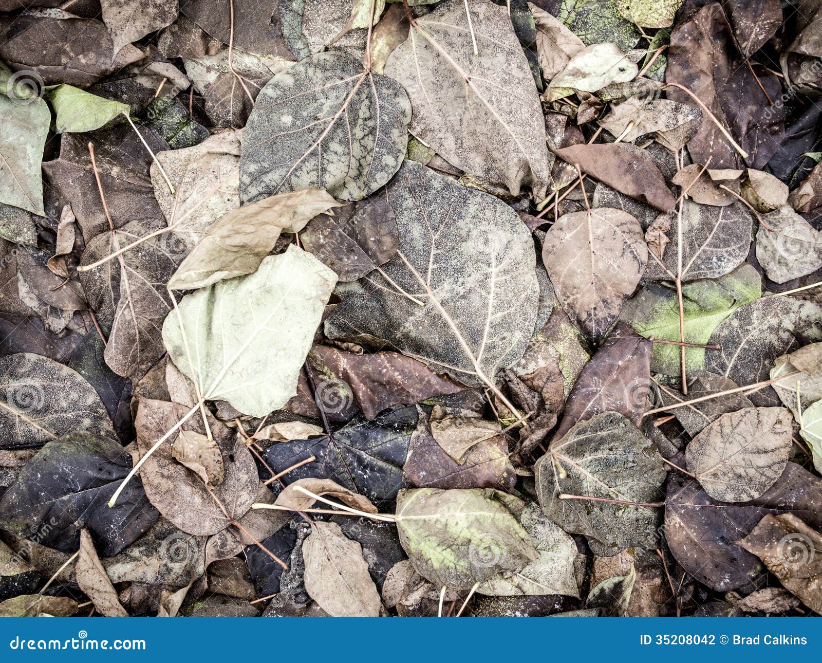Dead leaves stock photo. Image of desaturated, fall, environment - 35208042