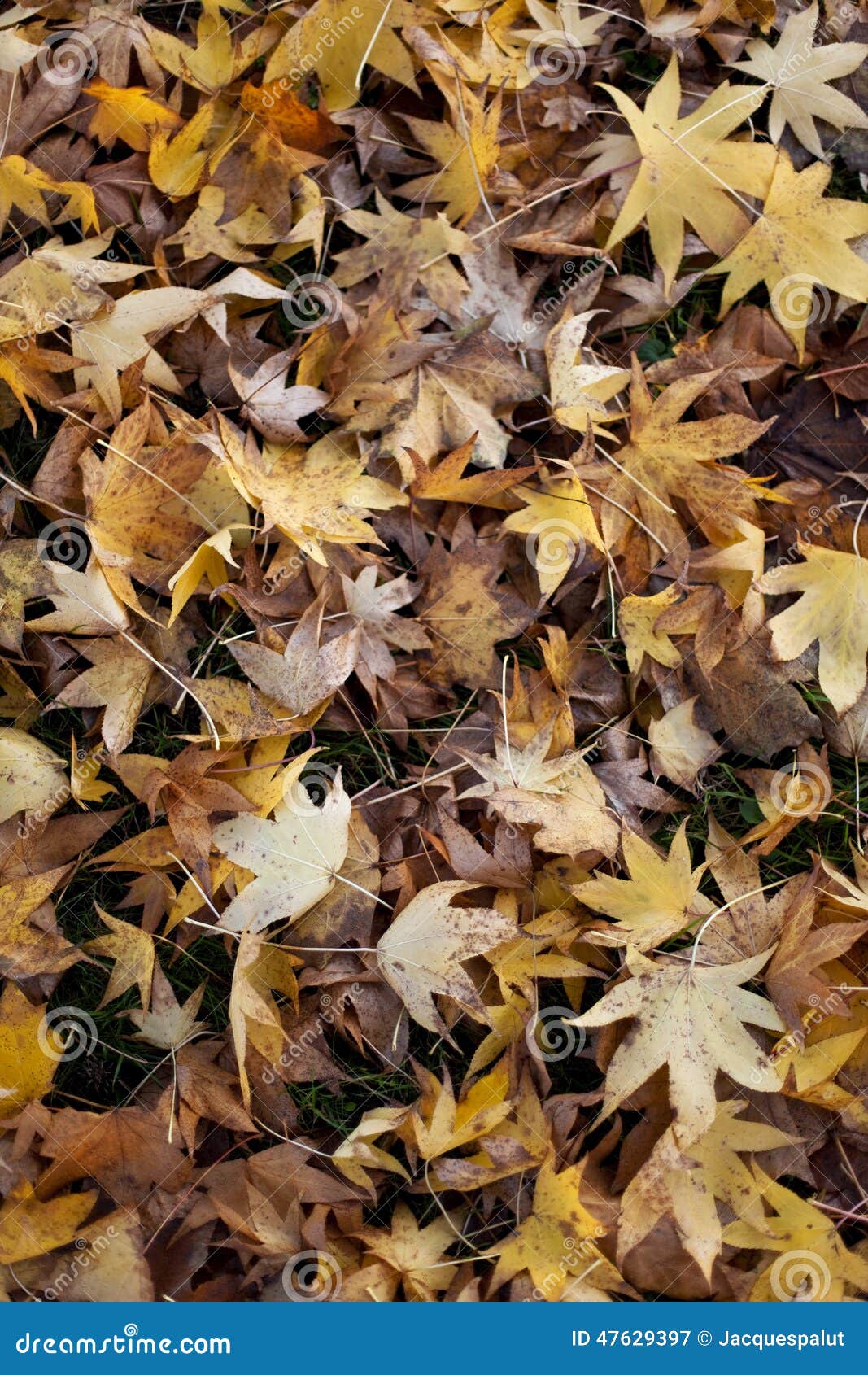 Dead leaves in Autumn stock image. Image of fall, park - 47629397