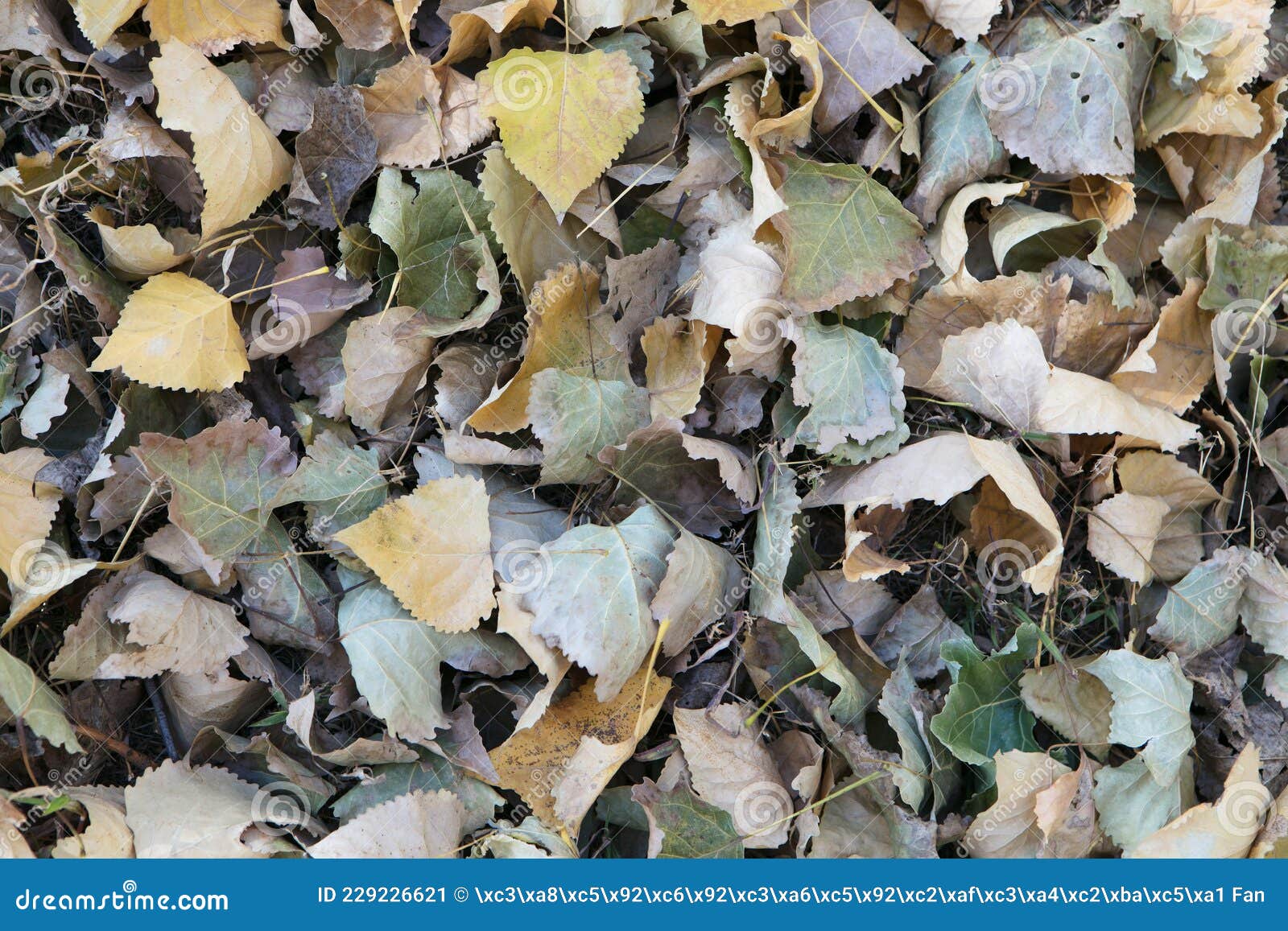 Dead Leaves Background on Ground Stock Image - Image of nature, leaves ...