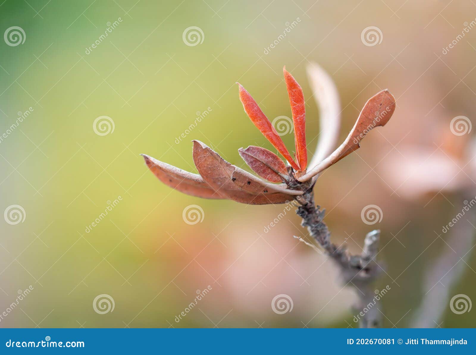 The Dead Leaves are Blurred Against a Light Background Stock Image ...