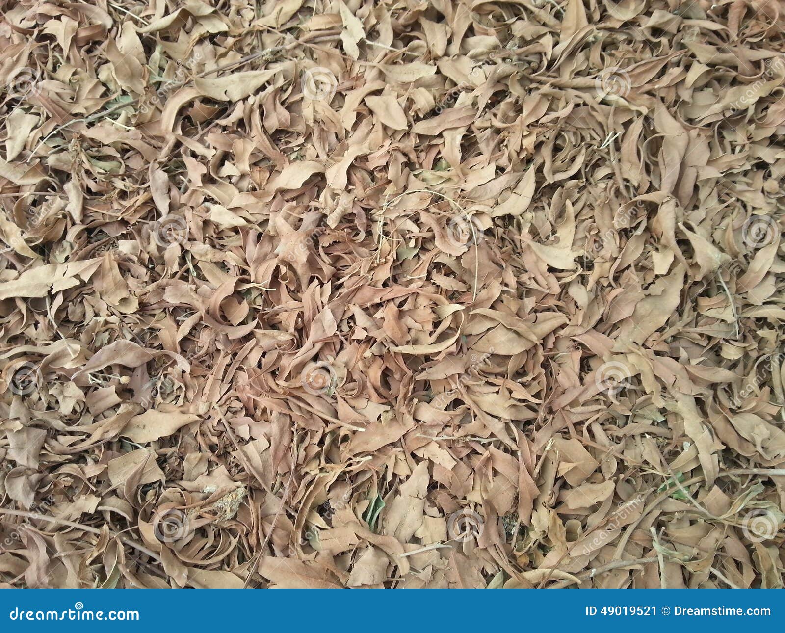 Dead leaves stock image. Image of pale, natural, looking - 49019521