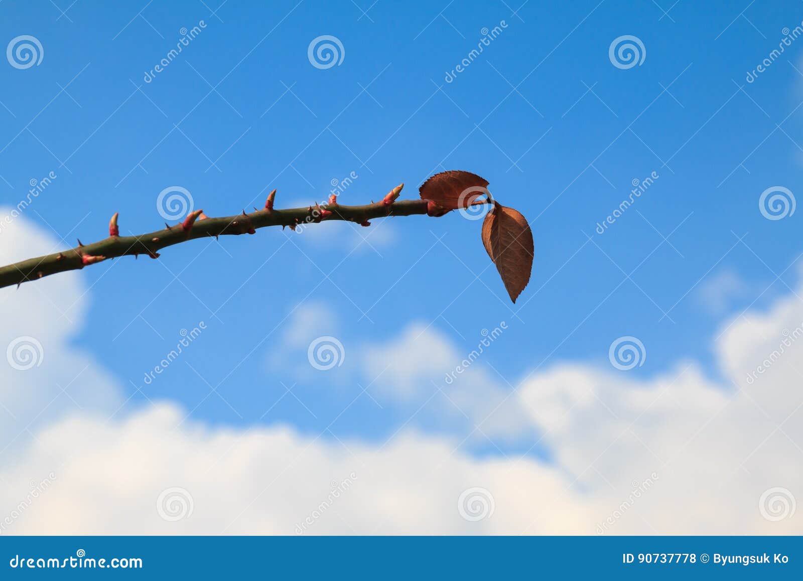 Dead Leaves at the End of Branch Stock Photo - Image of blue, spring ...
