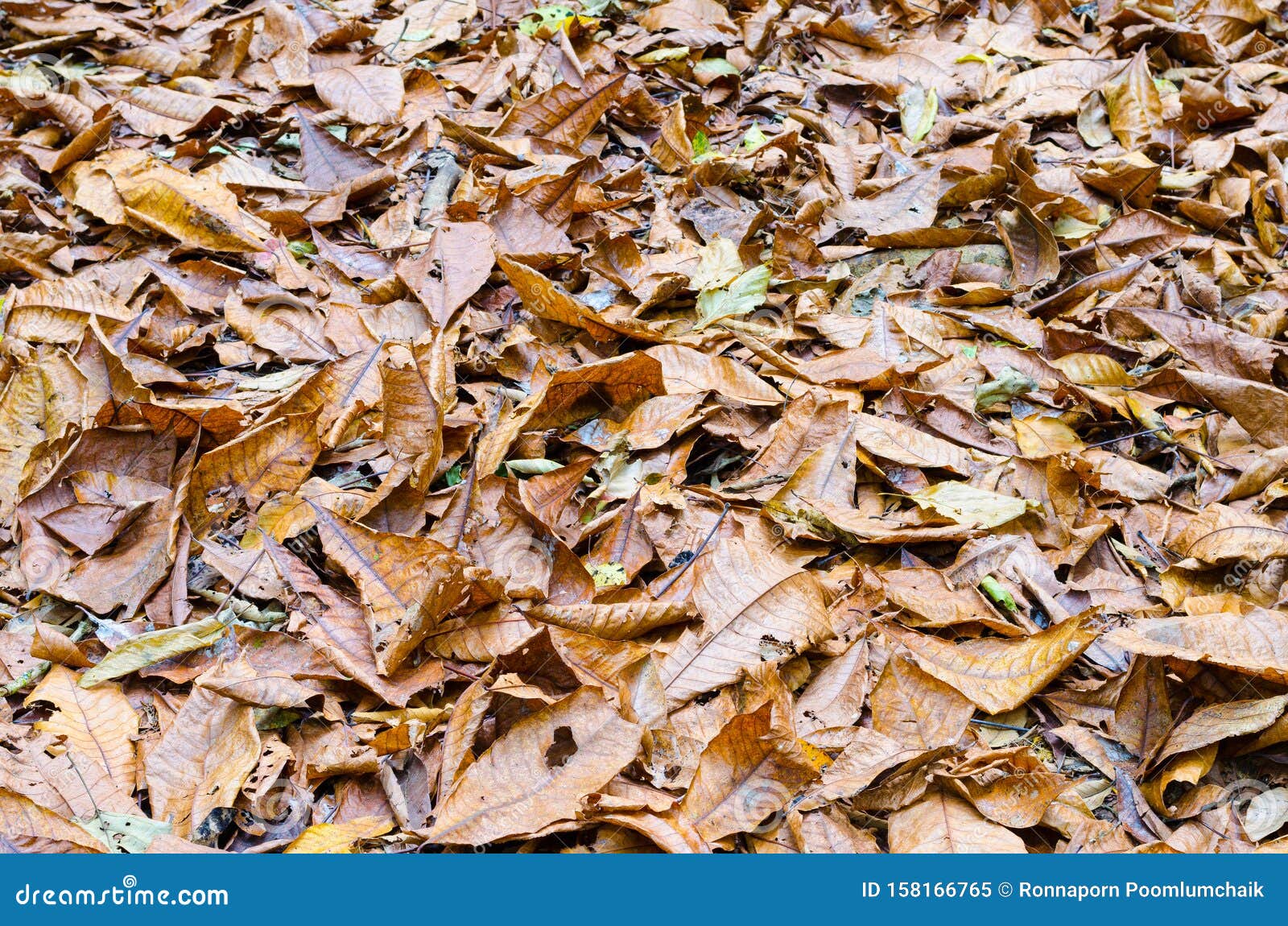 Dead Leaves in Garden for Backgrounds and Textures Stock Image - Image ...