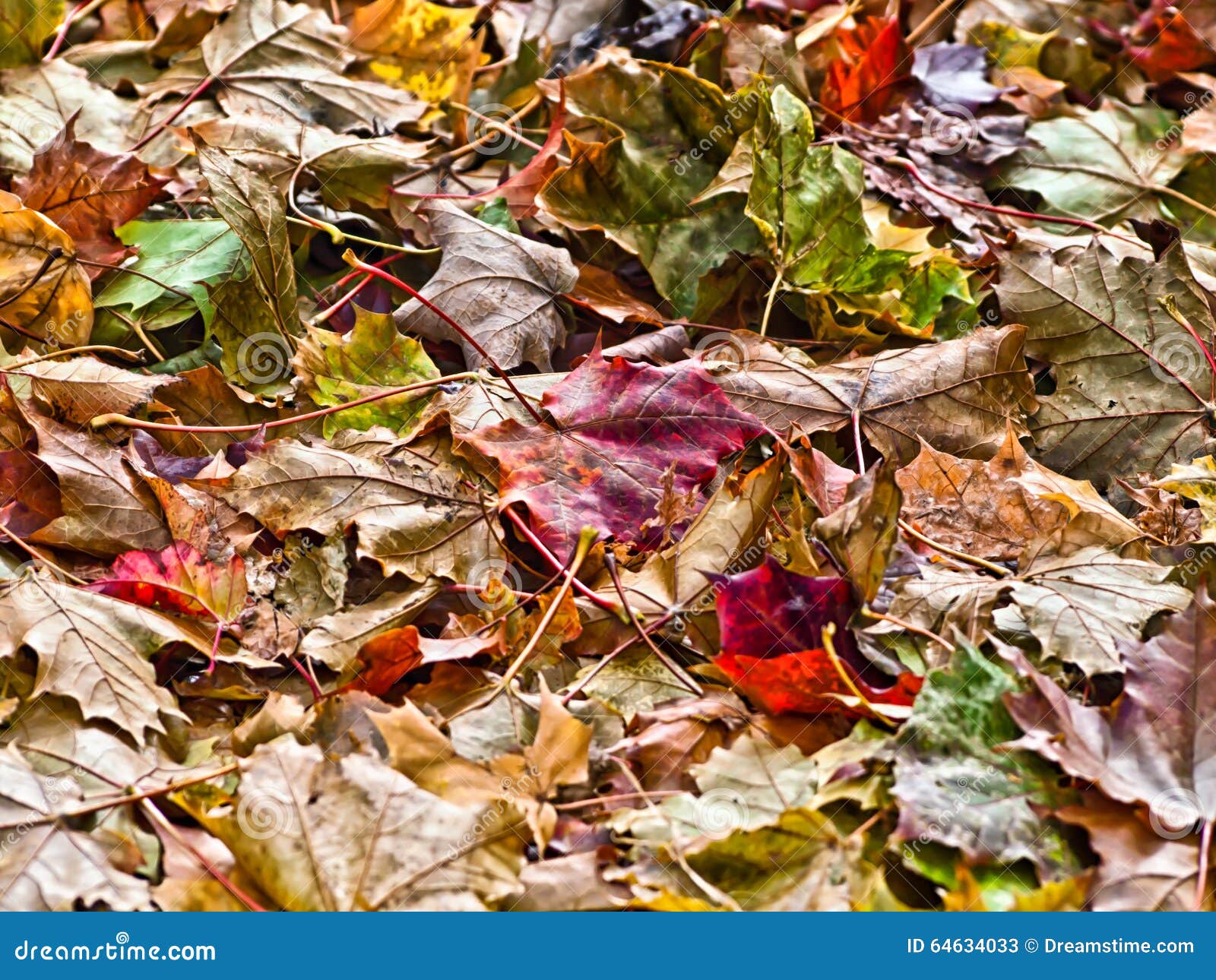 Dead leaves on the ground. stock image. Image of multicolored - 64634033