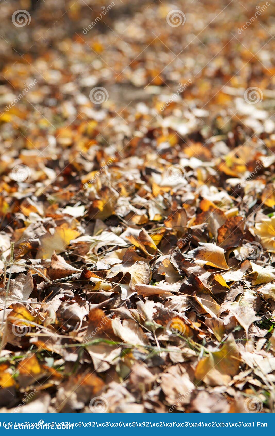 Dead Leaves on the Ground in Late Autumn Stock Photo - Image of ...