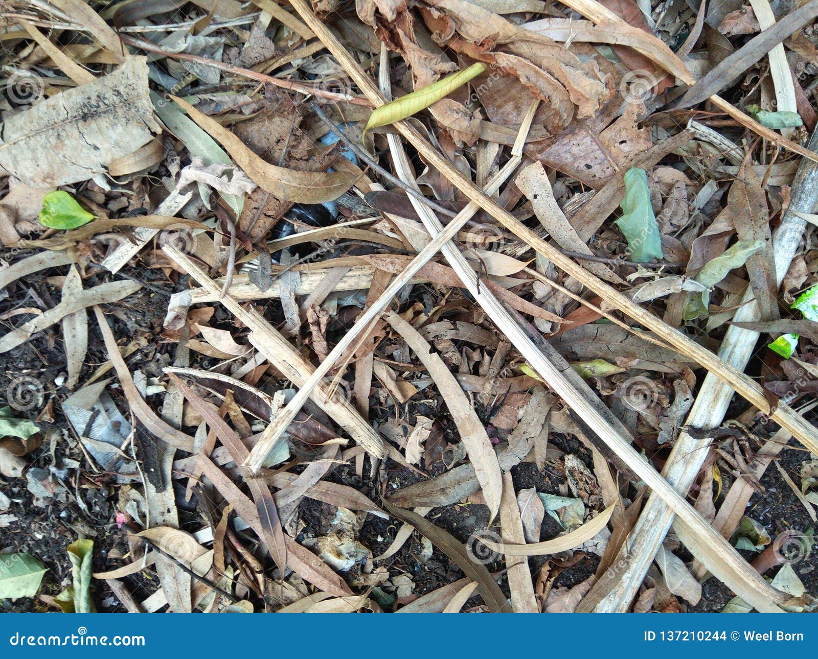 Dead Leaves on the Ground Texture Stock Photo - Image of canvas ...