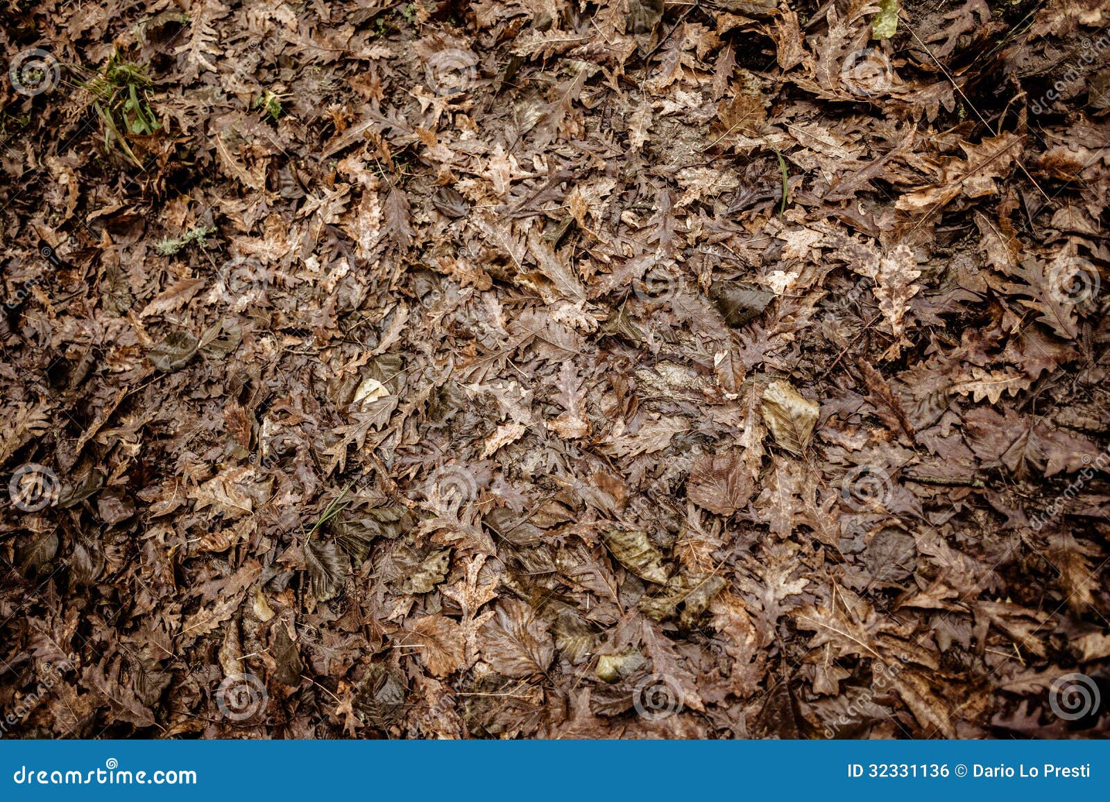 Dead Leaves stock photo. Image of life, nature, color - 32331136