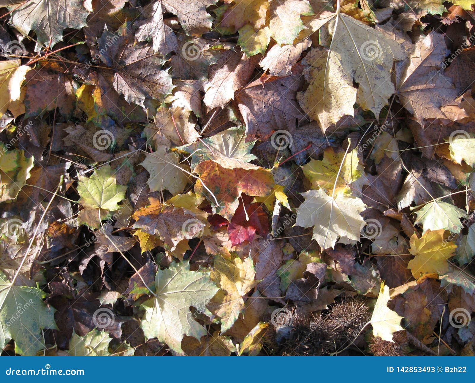Dead Leaves Lying on Ground Stock Image - Image of ground, forest ...