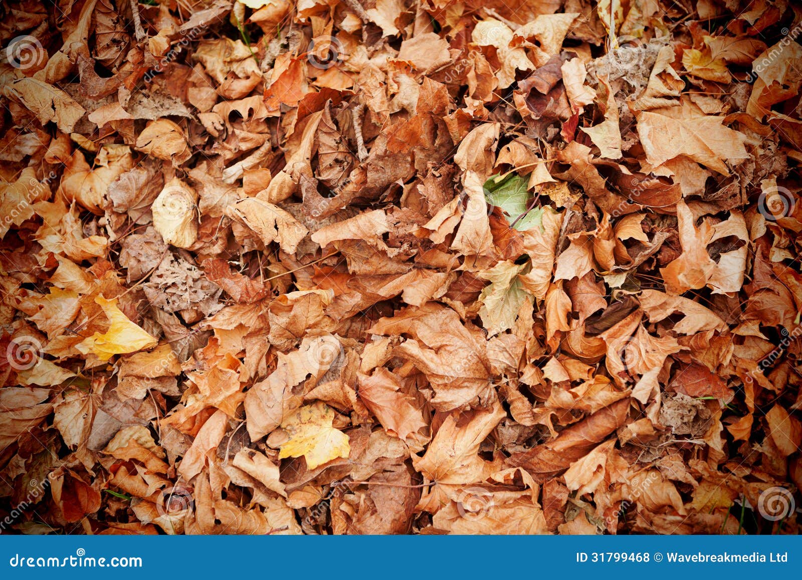 Dead leaves stock photo. Image of autumn, nature, digital - 31799468
