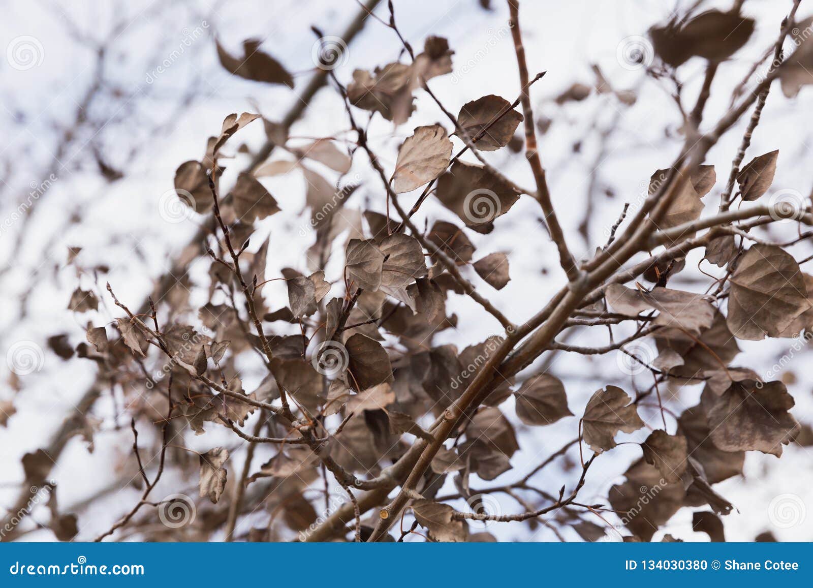 Dead Leaves on Tree Branches Stock Photo - Image of flora, vascular ...