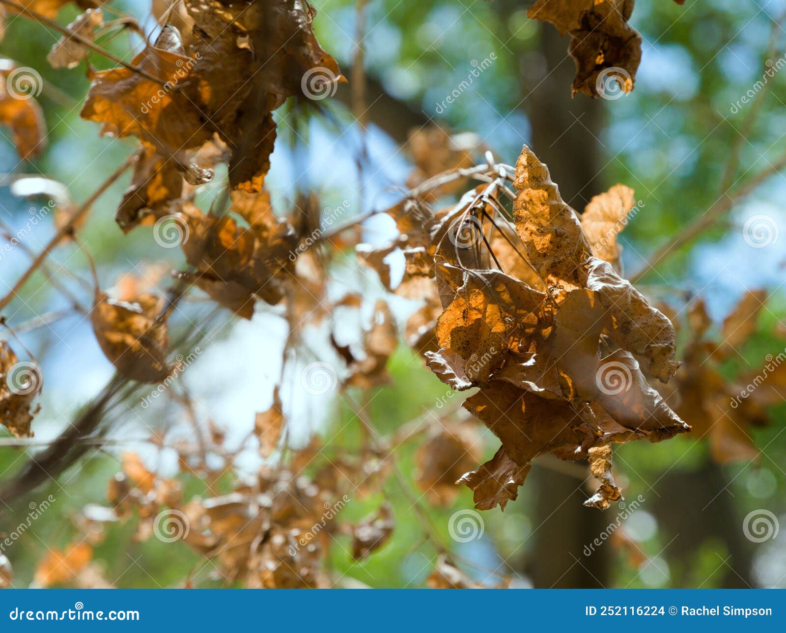 Dead leaves on a tree stock photo. Image of branch, tree - 252116224