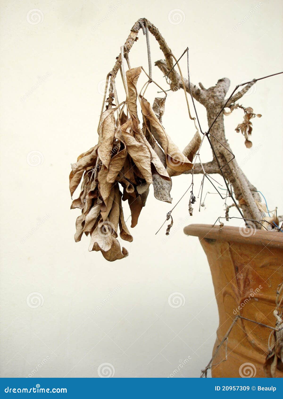 Dead Leaves tree in pot stock image. Image of garden - 20957309
