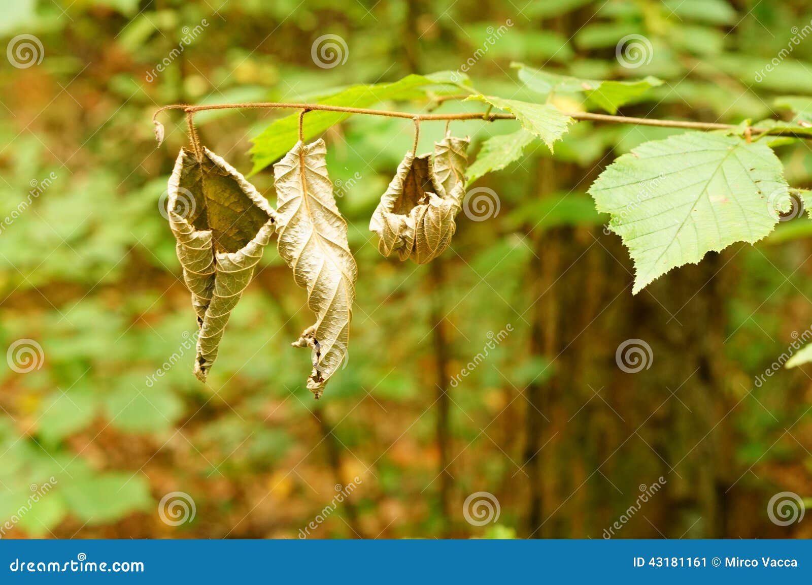 Dead leaves stock image. Image of outdoor, close, hanging - 43181161